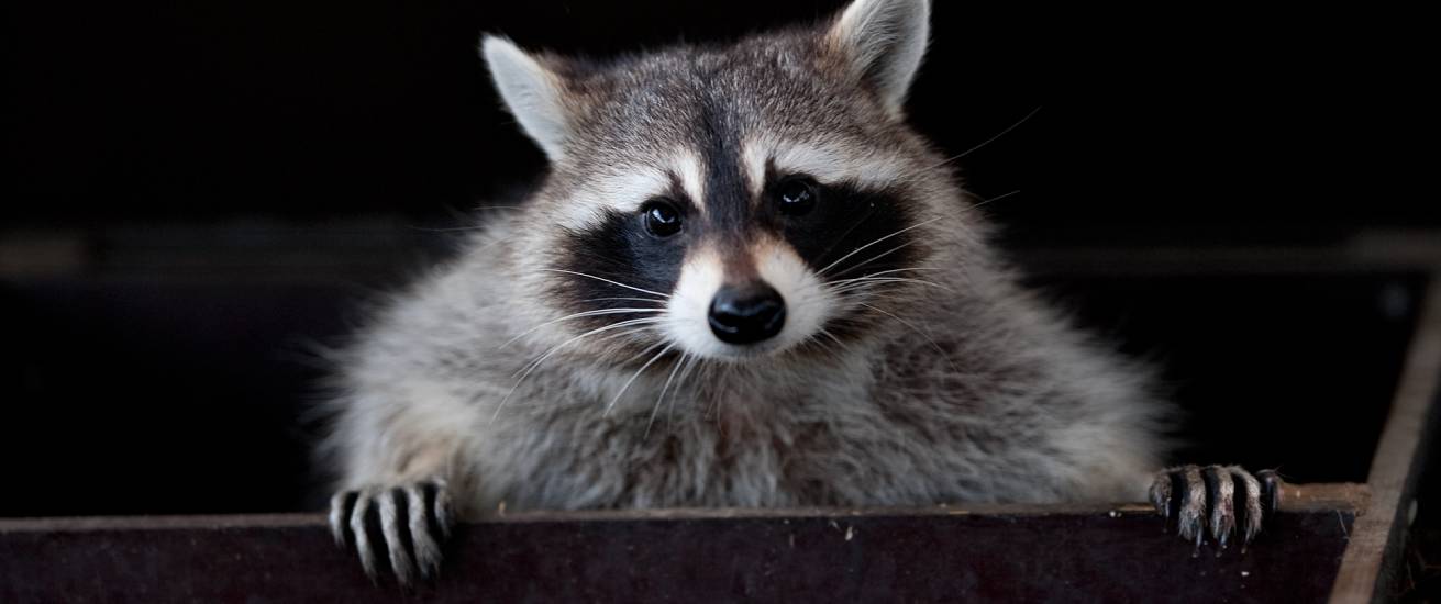 Información general sobre mapaches - AAP Español