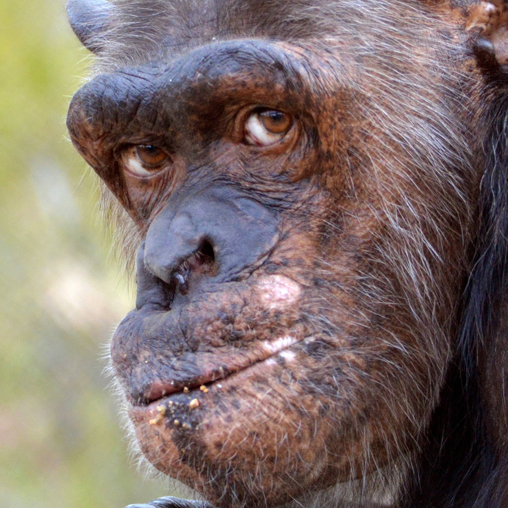 Información general sobre chimpancés - AAP Español