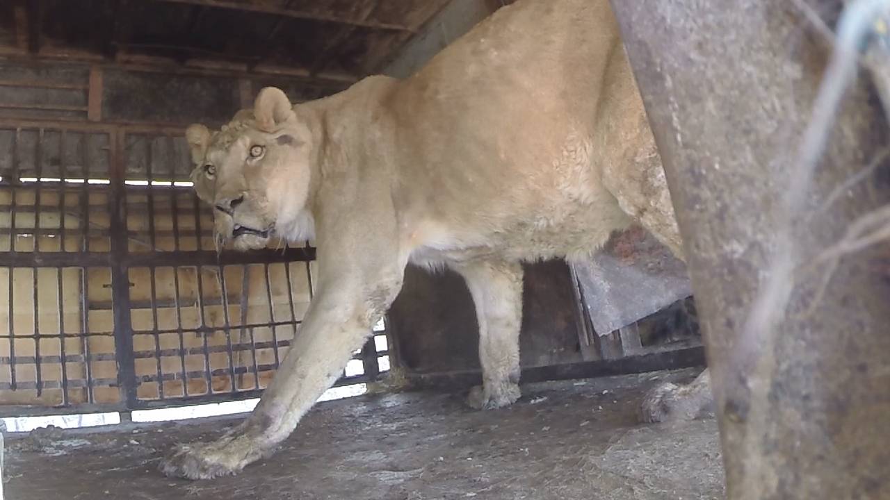 Información general sobre leones - AAP Español