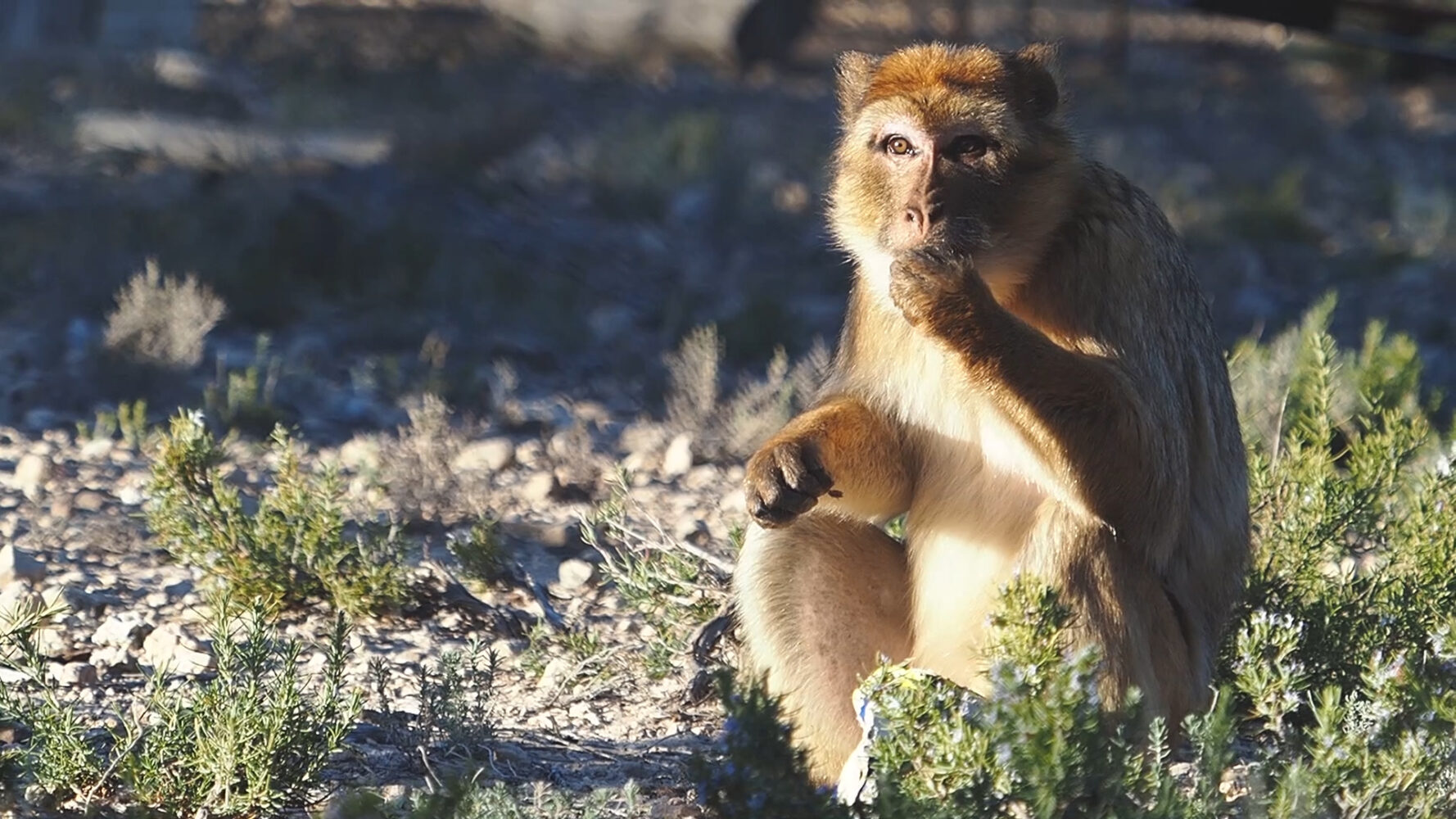 Empresas colaboradoras de AAP: Prunita Agroserc - AAP Español