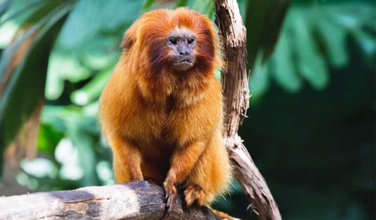 El mono tití como mascota: cómo cuidar un mono tití bebé | AAP