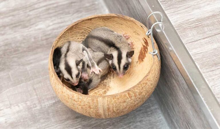 El petauro del azúcar como mascota: cuidados de un petauro bebé