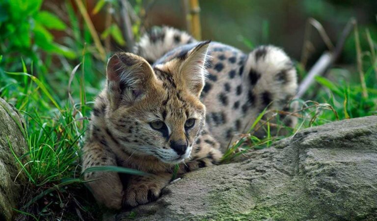 El gato serval como mascota: cuidados del gato serval | AAP