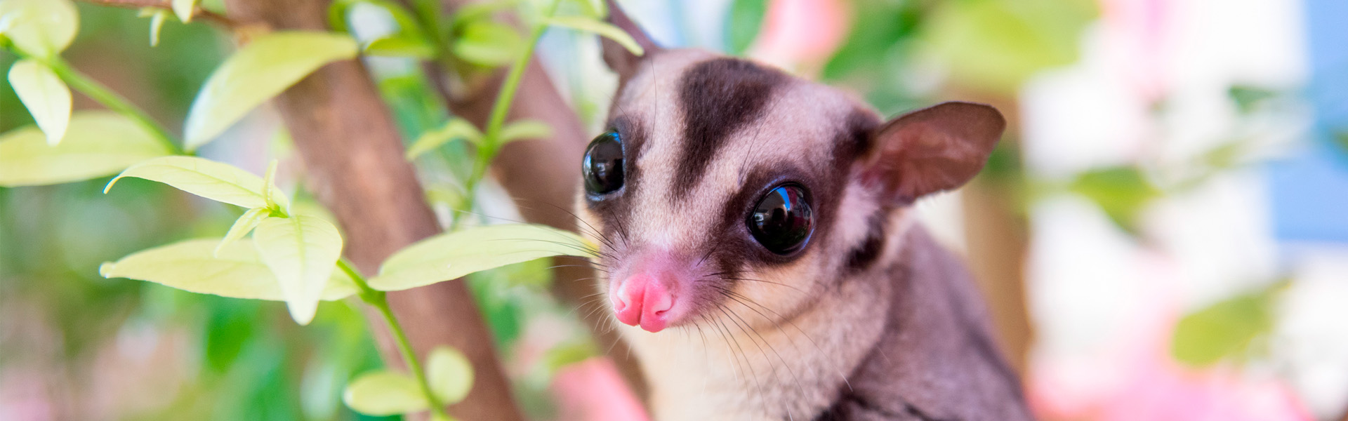 El verdadero hogar de los animales exóticos - AAP Español