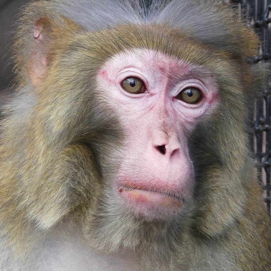 Información general sobre el Macaco Rhesus - AAP Español