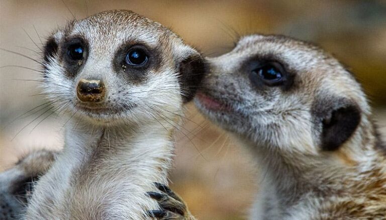 La suricata como mascota: cómo cuidar un suricato | AAP