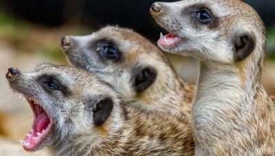 La suricata como mascota: cómo cuidar un suricato | AAP