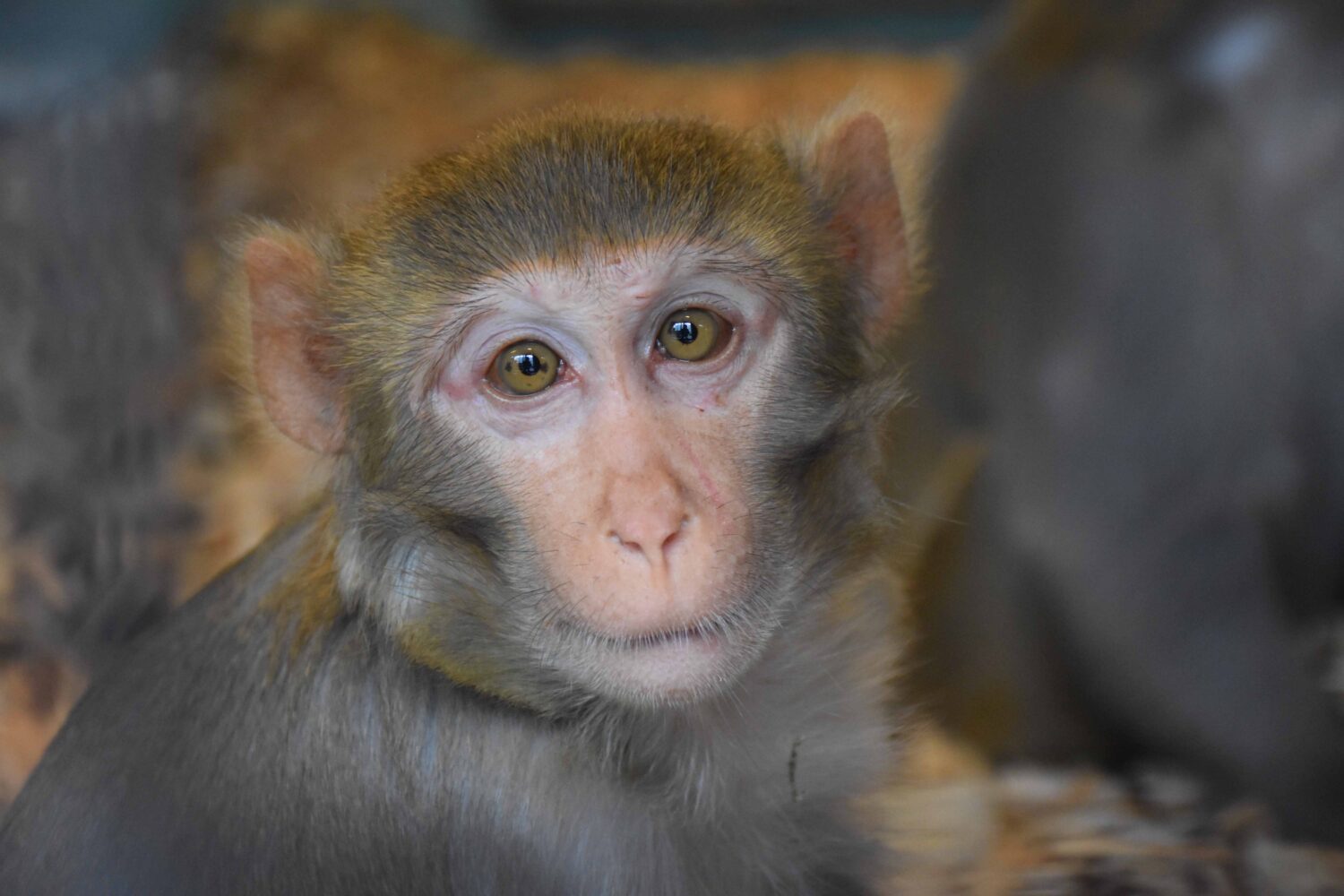 El grupo de Gao, un grupo de 12 macacos rhesus, ha sido trasladado a su ...