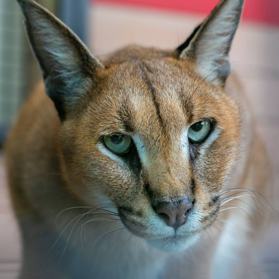 Información general sobre el Caracal - AAP Español