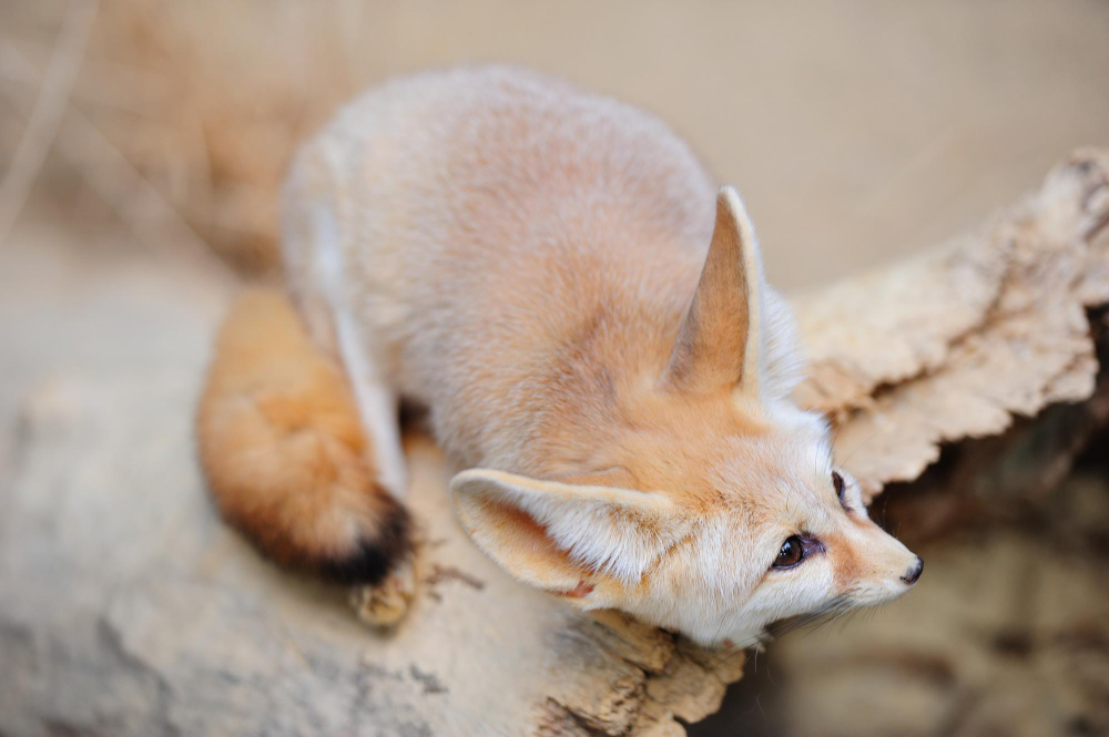 Zorro como mascota: cuidados y precio del zorro y fénec | AAP