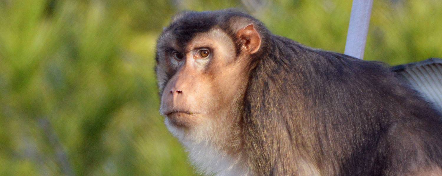 El macaco de cola de cerdo Calimero, trasladado a su hogar definitivo ...