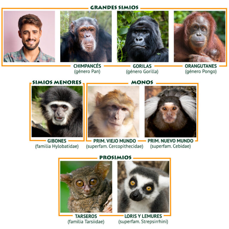 1 septiembre: Día Internacional del Primate - AAP Español