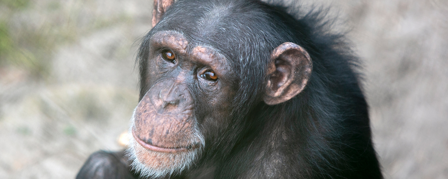 Documental "Chimp crazy": el amor viene de un lado - AAP Español