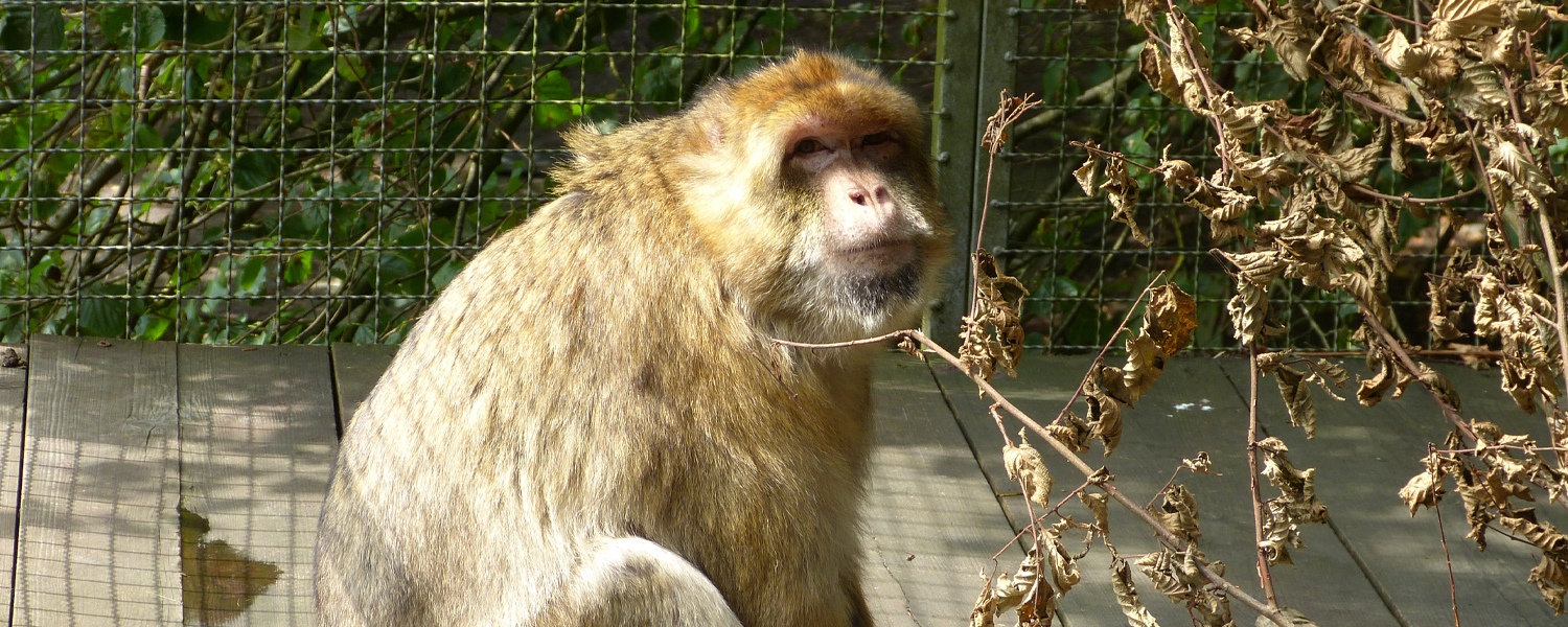 Louie: Un atemorizado macaco de Berbería, de un zoo en Alemania - AAP ...