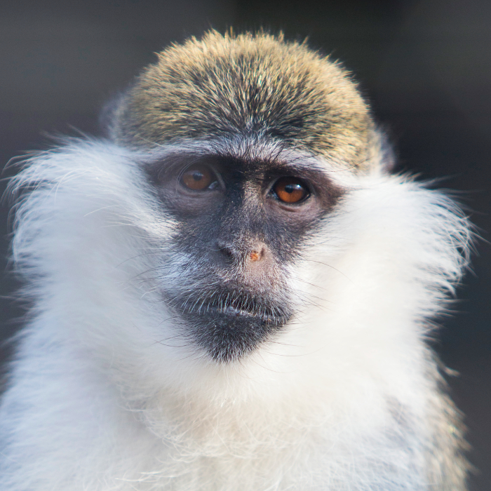 Información general sobre el Mono verde - AAP Español
