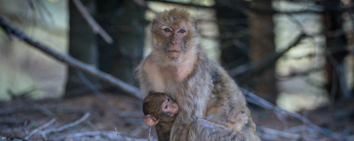 Primera liberación histórica de macacos de Berbería - AAP Español